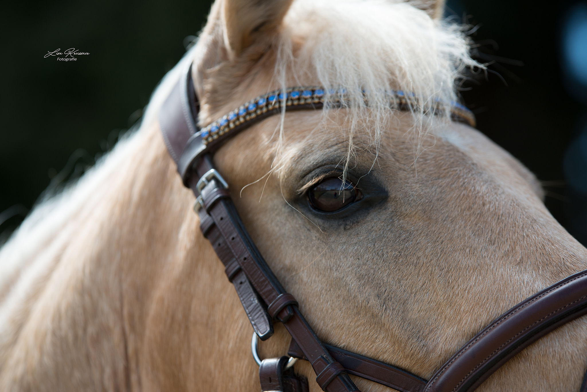 Trensen, Kandaren und Hilfszügel | Reitsport Live